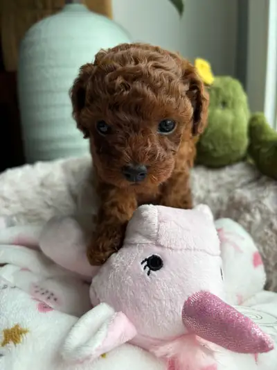 How Much Do Toy Poodles Cost: A Buyer’s Guide - Toys