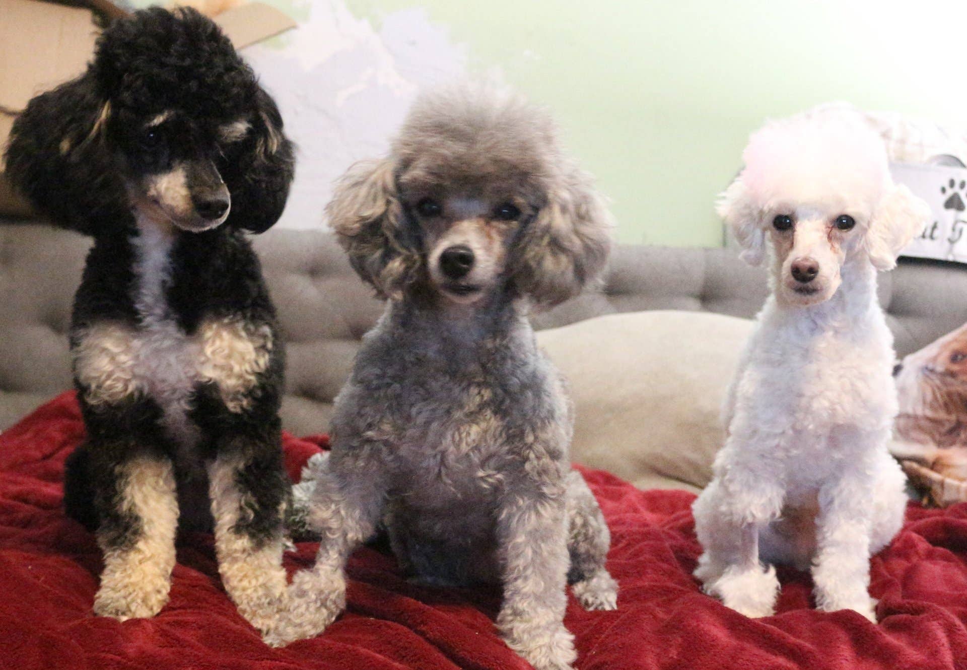 Which is Smaller Mini Or Toy Poodle: Size Showdown - Toys