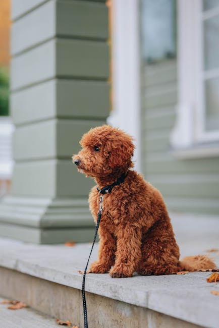 Is a Miniature Poodle Smaller Than a Toy? Uncover the Truth - Toys